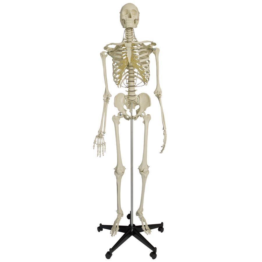 Model Skeleton Human Full Size Heavy Duty With 15 Year Warranty Model Skeleton Human Full Size Heavy Duty With 15 Year Warranty