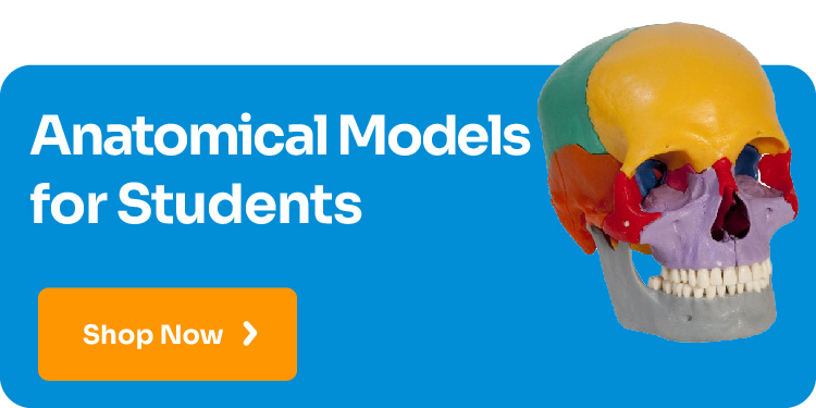 Anatomical Models & Charts | Health and Care