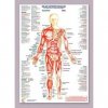 Anatomy Charts / Anatomical Charts & Posters | Health and Care