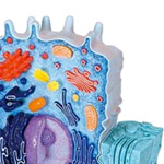 Anatomical Models & Charts | Health and Care