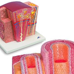 Anatomical Models & Charts | Health and Care