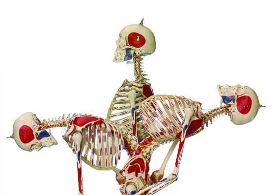 Model Skeleton Human Full Size Super | Health and Care