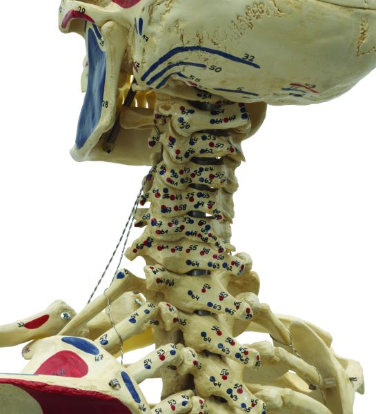 Model Skeleton Human Full Size with Muscle Painting | Health and Care