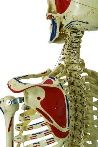 Model Skeleton Human Full Size with Muscle Painting | Health and Care