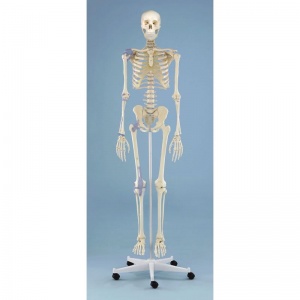 Full Size Skeleton Models | Health and Care