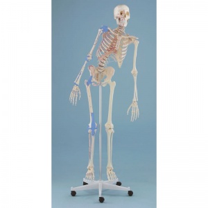 Detailed Anatomical Therapy Skeleton Max | Health and Care