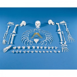 Disarticulated Human Skeleton Models | Health and Care
