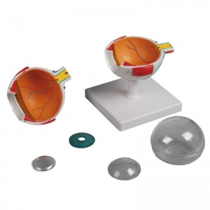 Eye Models | Health and Care