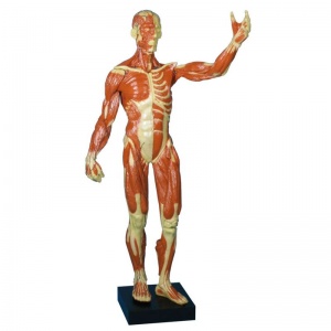 Laminated Muscle Anatomy Chart | Health and Care