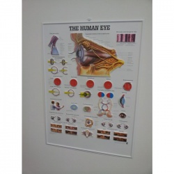 3D Human Eye Poster | Health and Care