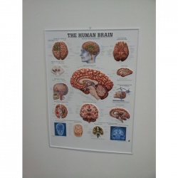 3D Human Body Poster | Health and Care