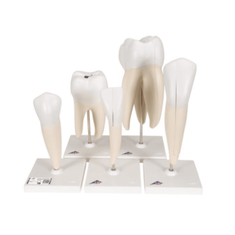 Anatomical Human Tooth Models | Health and Care