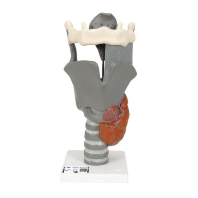 3B Scientific Functional Larynx Model | Health and Care