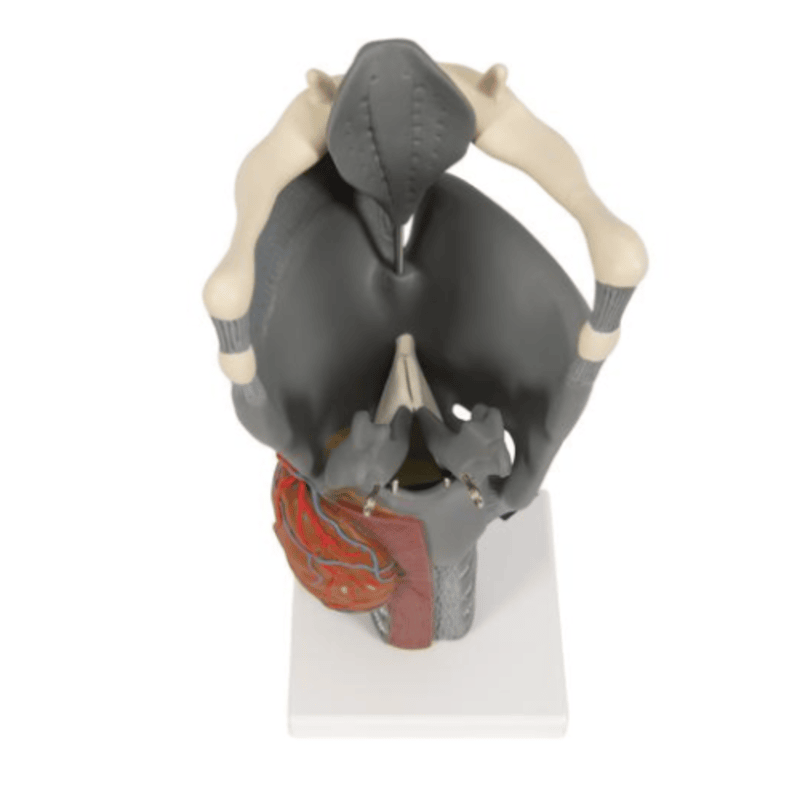 3B Scientific Functional Larynx Model | Health and Care