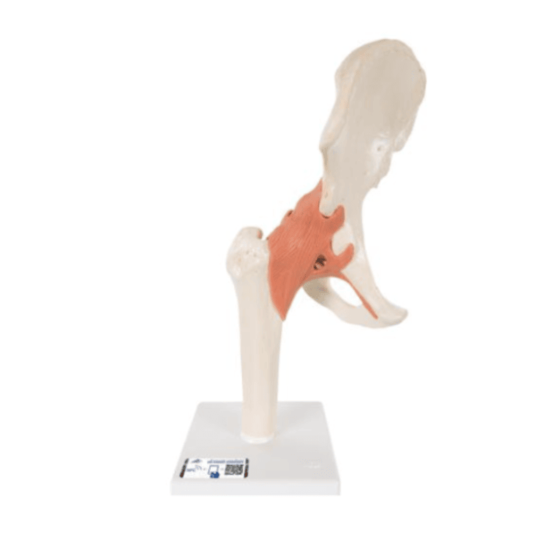 3B Scientific Anatomical Hip Joint Model | Health and Care