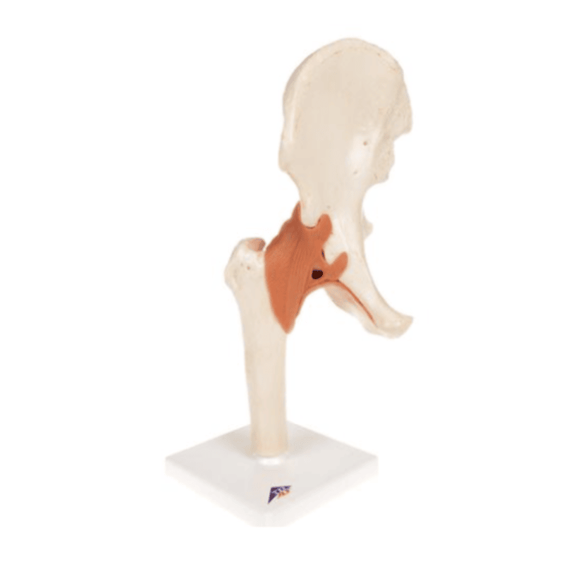 3B Scientific Anatomical Hip Joint Model | Health and Care