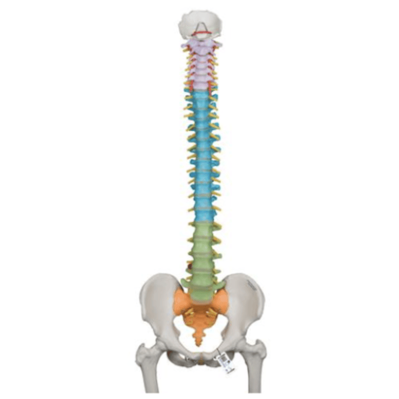 Spine Models | Health and Care