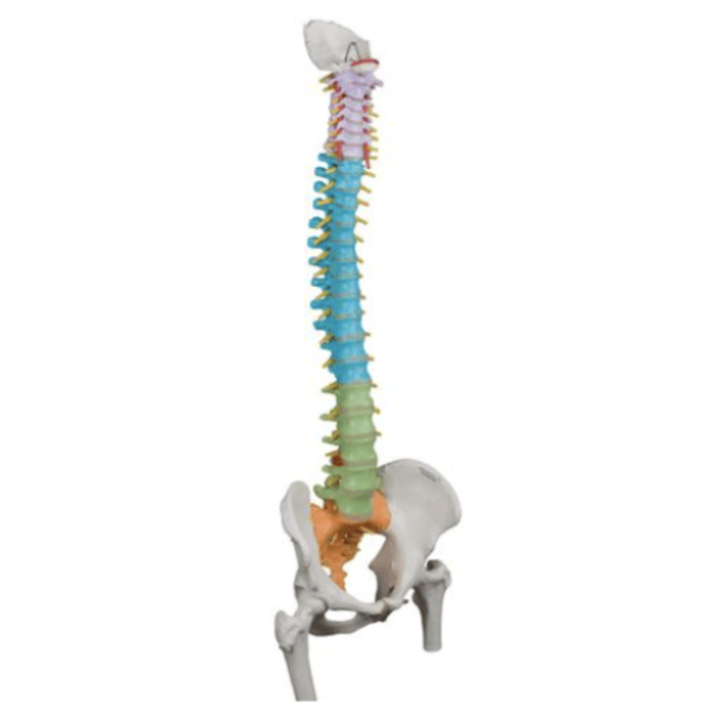 Spine Models | Health and Care