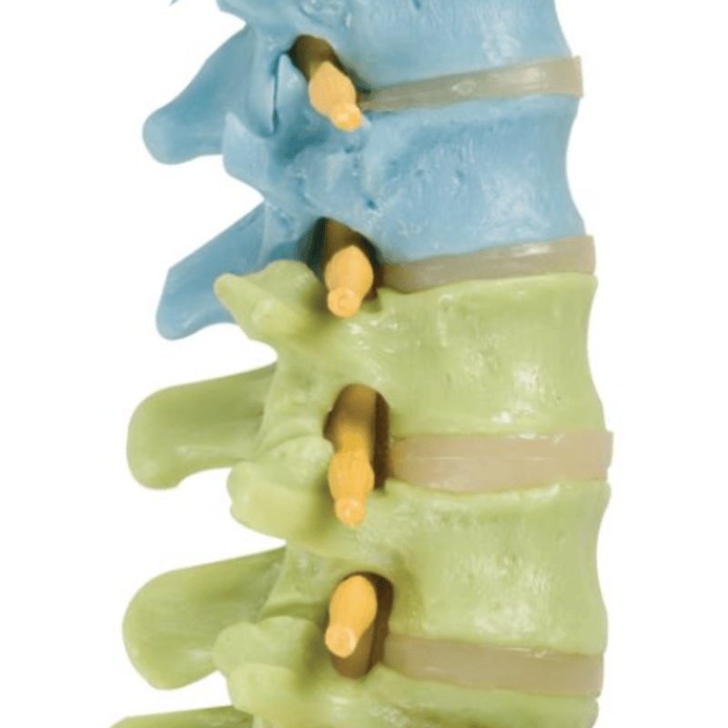 Didactic Spine Model with Femur Heads | Health and Care