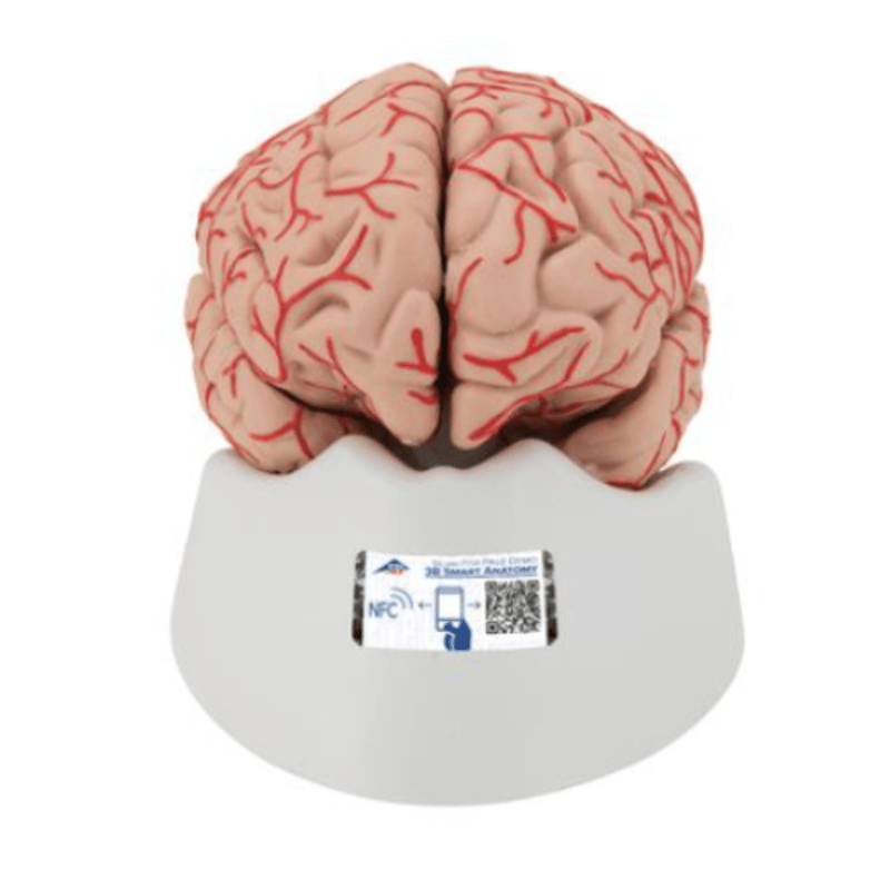 3B Scientific Human Brain Model (9 Parts) | Health and Care
