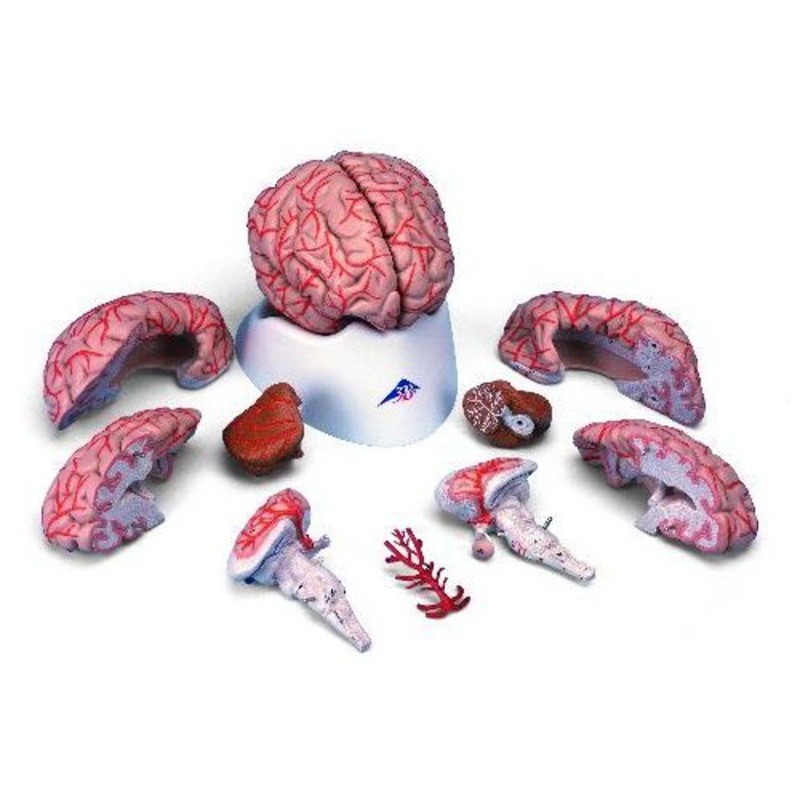 3B Scientific Human Brain Model (9 Parts) | Health and Care