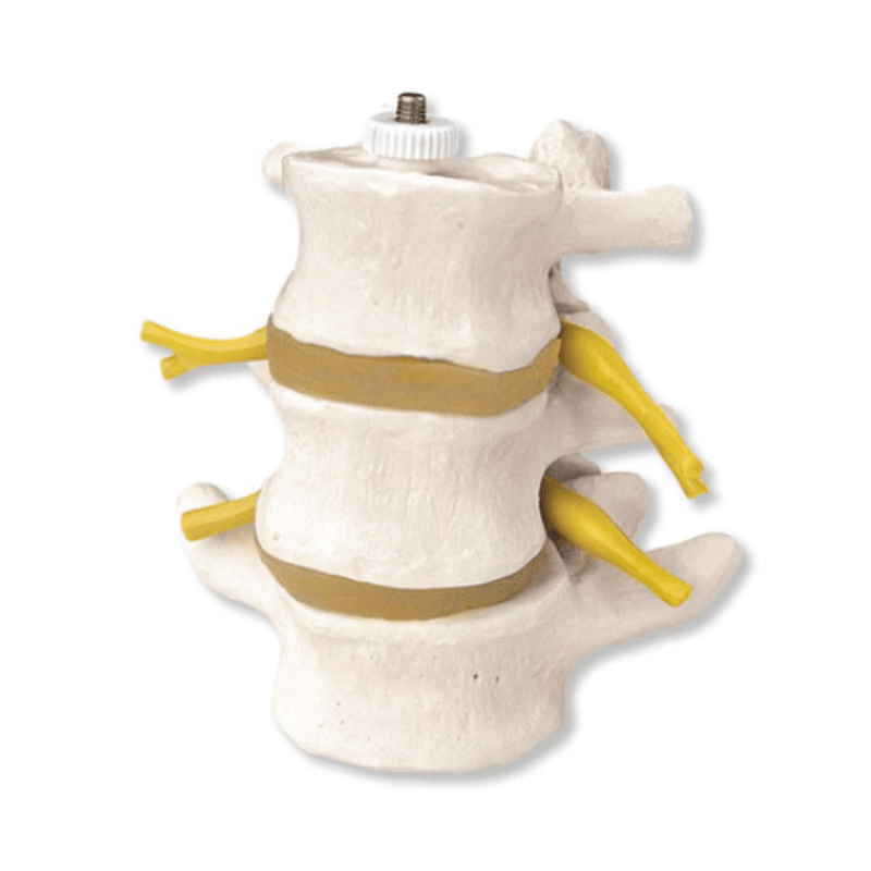 3BS Flexible Spine Model with Vertebrae | Health and Care