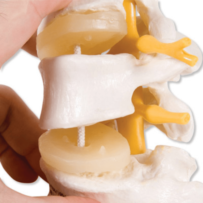 3BS Flexible Spine Model with Vertebrae | Health and Care