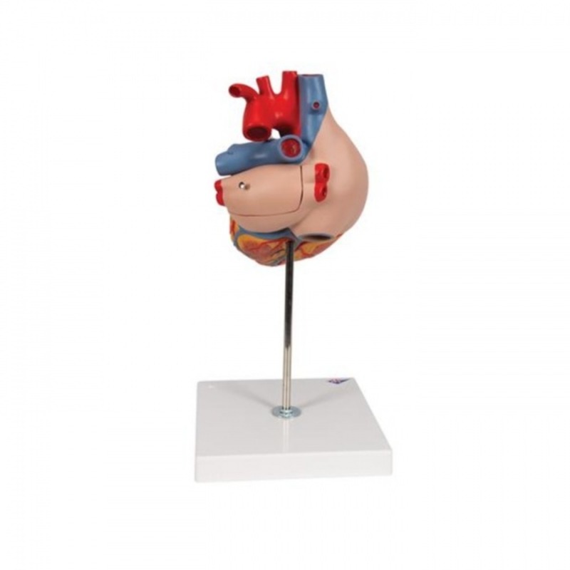 3BS Giant Anatomical Heart Model | Health and Care
