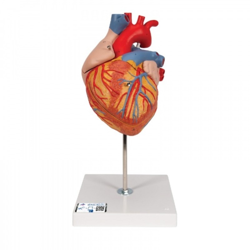 3BS Giant Anatomical Heart Model | Health and Care