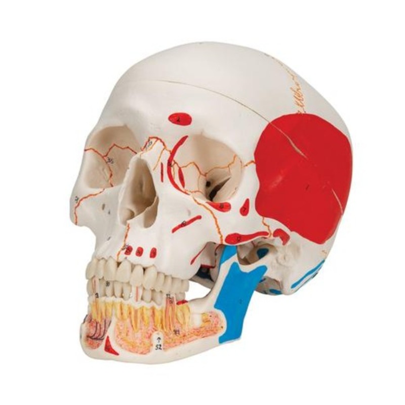 3BS 3-Part Anatomical Dental Skull Model | Health and Care