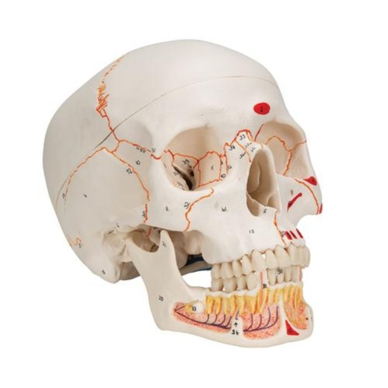 3BS 3-Part Anatomical Dental Skull Model | Health and Care