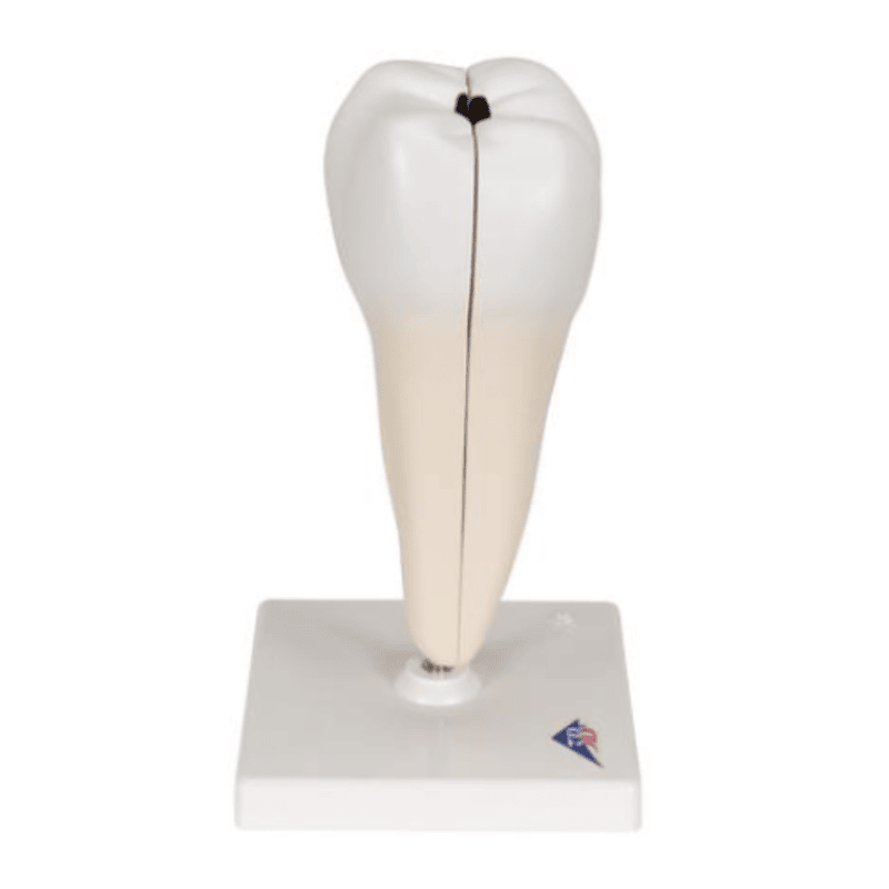 Anatomical Two-Part Human Molar Model | Health and Care