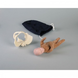 Pregnancy Models | Health and Care