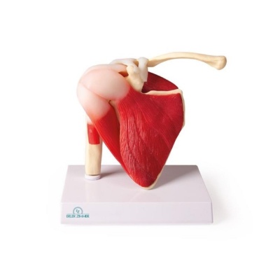 Shoulder Joint Model with Muscles | Health and Care