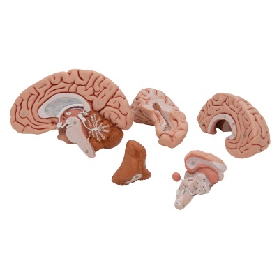 Brain Models | Health and Care