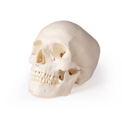 Skull Models | Health and Care