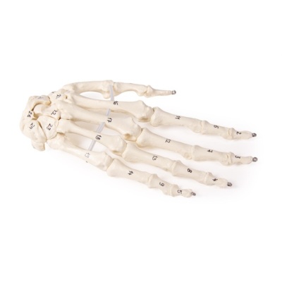 Arm and Hand Skeleton Models | Health and Care