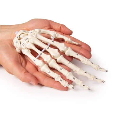 Arm and Hand Skeleton Models | Health and Care