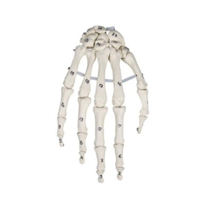 Arm and Hand Skeleton Models | Health and Care