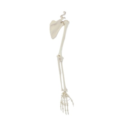 Arm and Hand Skeleton Models | Health and Care