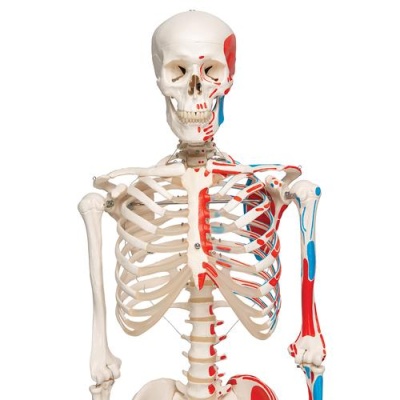 Model Skeleton With Muscle Origins | Health and Care