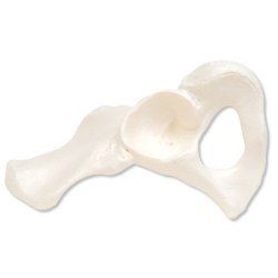 Bone Growth Stimulation Devices | Health and Care