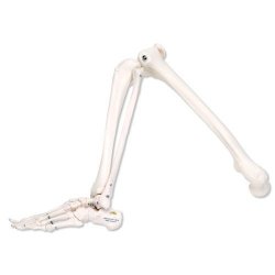 Leg and Foot Skeleton Models | Health and Care