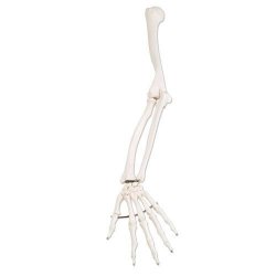 Arm and Hand Skeleton Models | Health and Care