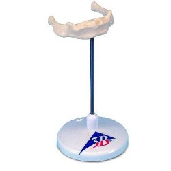 Bone Growth Stimulation Devices | Health and Care