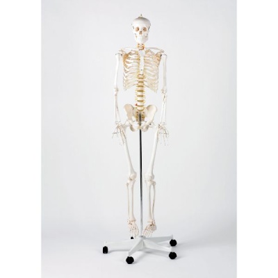 Full Size Skeleton Models | Health and Care
