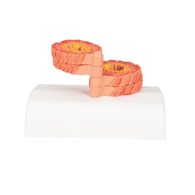 Lung Models | Health and Care