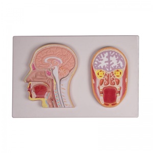 Median Head Cross-Section Model | Health and Care