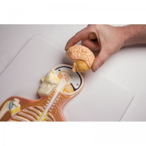 Nervous System Models | Health and Care