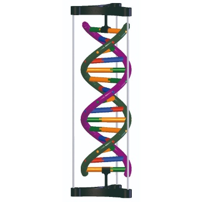 DNA Double Helix Model Kit | Health and Care